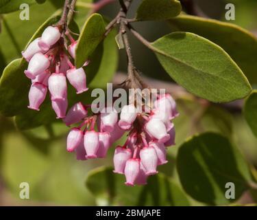 Common Manzanita (Arctostaphylos manzanita Stock Photo - Alamy