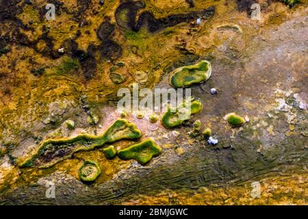 Brown algae below water surface in the ocean (mostly Sargassum muticum ...