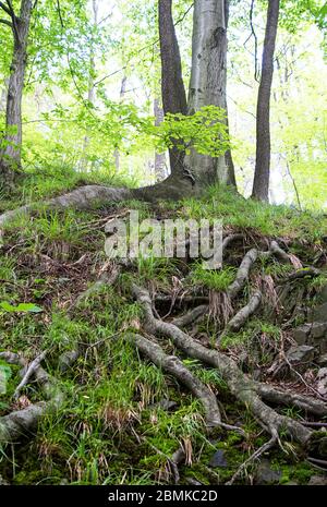 The root of a tree rooted in a forest path. Old pine tree roots. Season ...