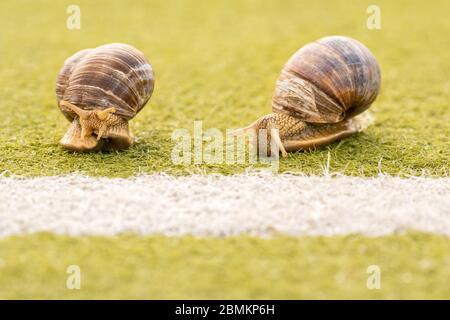Two snails on the the start or finish line Stock Photo - Alamy
