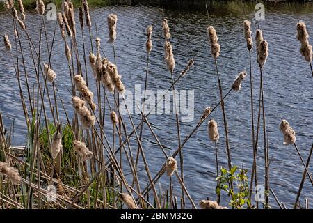 Cattails/bulrush (Typha latifolia) beside river. Closeup of blooming ...