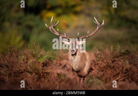 Close up of a Red Deer at sunrise, UK Stock Photo - Alamy