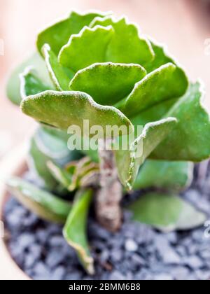 Crinkle Leaf Plant (Adromischus cristatus Stock Photo - Alamy