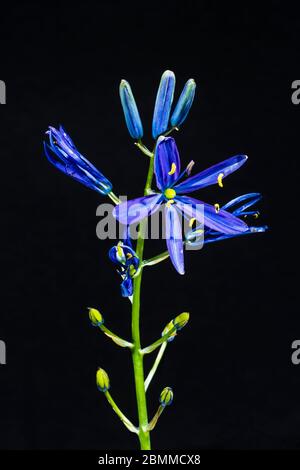 CAMASSIA LEICHTLINII CAERULEA GROUP Stock Photo - Alamy