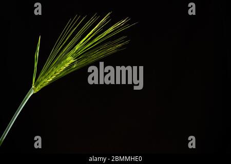 single barley frond isolated on a black background Stock Photo - Alamy