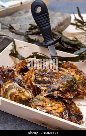 Fresh zeeuwse creuse pacific or japanese oysters molluscs on fish ...