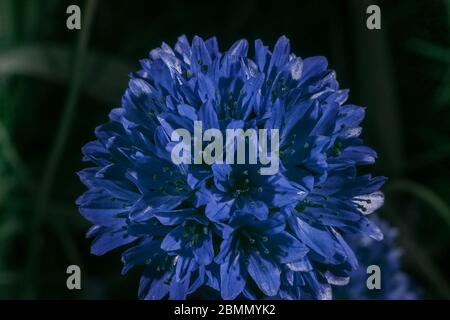 Flowers in ultraviolet ore reflective ultraviolet photography Stock ...