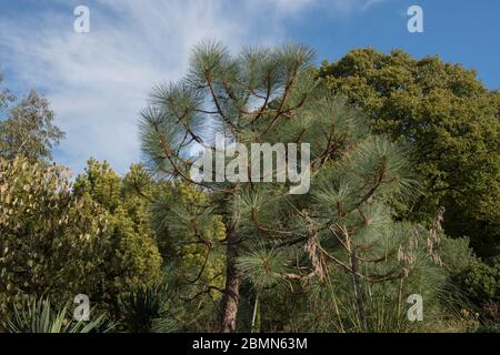 Apache Pine Tree (Pinus engelmannii) in a Woodland Landscape in Rural ...