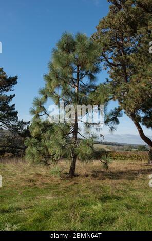 Apache Pine Tree (Pinus engelmannii) in a Woodland Landscape in Rural ...