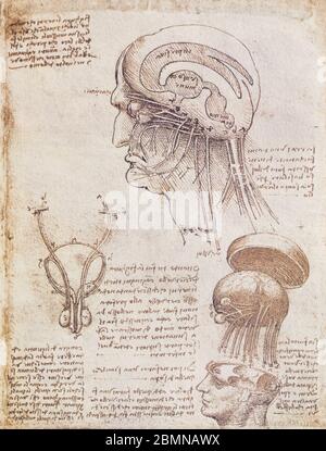 Skull anatomy by Leonardo da Vinci. Historical artwork and notes on the ...