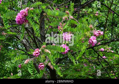 bristly locust, rose-acacia, or moss locust, Borstige Robinie, Robinia ...