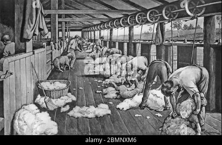 illustration of sheep shearing in Australia, from a set of school ...