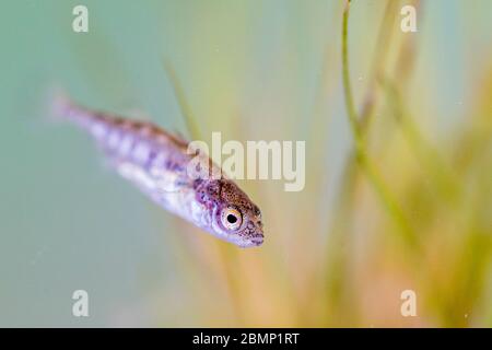 A young stickleback. Caught in a garden pond and photographed before ...