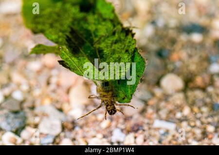 A caddis fly larva photographed in a controlled set up and then ...