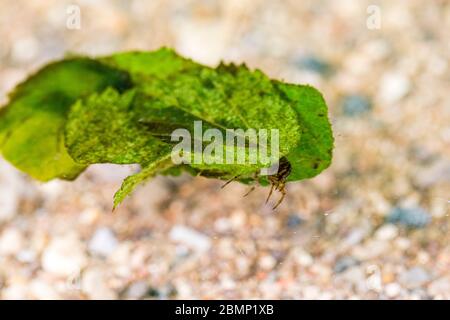 A caddis fly larva photographed in a controlled set up and then ...