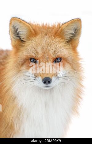 Fluffy red fox hunting on meadow in autumn nature Stock Photo - Alamy