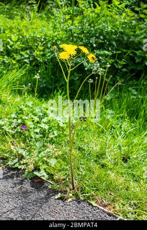 Crepis sp Crepis sp Stock Photo - Alamy