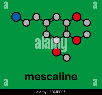 Mescaline peyote cactus psychedelic molecule. Stylized skeletal formula ...