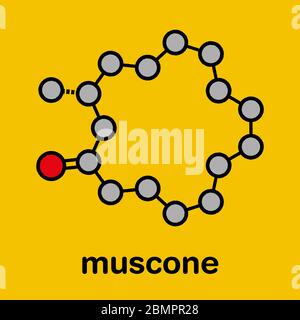 Muscone musk odor molecule. Stylized skeletal formula (chemical ...