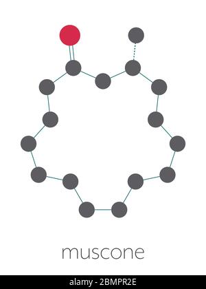 Muscone musk odor molecule. Stylized skeletal formula (chemical ...