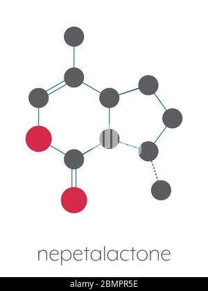Nepetalactone catnip cat attractant molecule. Skeletal formula Stock ...