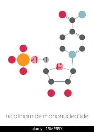 Nicotinamide mononucleotide molecule. Precursor of NAD+. Stylized ...