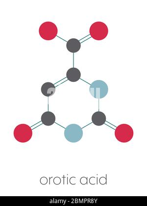 Orotic acid molecule. Stylized skeletal formula (chemical structure ...