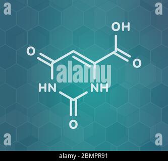 Orotic acid molecule. Skeletal formula Stock Photo - Alamy