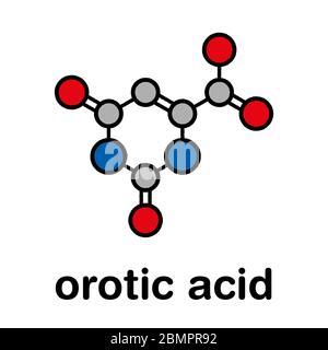 Orotic acid molecule. Stylized skeletal formula (chemical structure ...