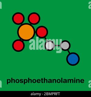 Phosphorylethanolamine (phosphoethanolamine) investigational cancer ...