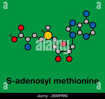 S-adenosyl methionine (SAM) molecule. Essential in several metabolic ...