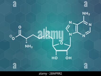 S-adenosyl methionine (SAM) molecule. Essential in several metabolic ...