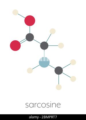 Sarcosine (N-methylglycine) molecule. Stylized skeletal formula ...