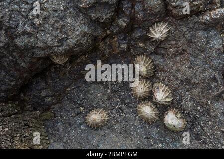 False limpets, Siphonaria gigas, ‎Siphonariidae, Manuel Antonio ...