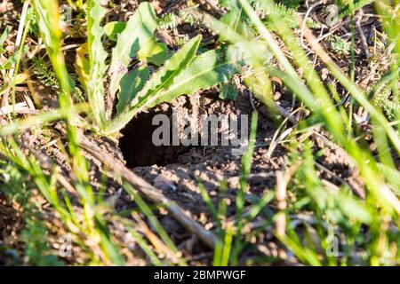 European field cricket Gryllus campestris in front of its burrow ...