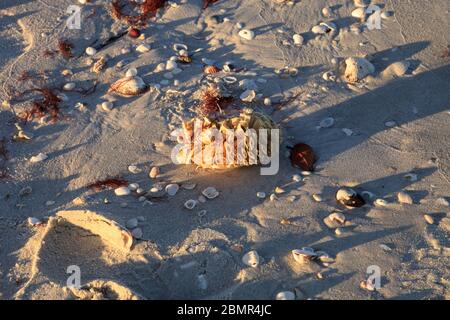 Tulip shell egg case also called the horse conch egg casing Triplofusus ...