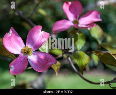 Flowering pink dogwoods trees on a sunny spring day with a blurred ...