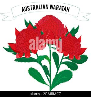 Vector illustration of Waratah or Telopea. Australian native bush ...