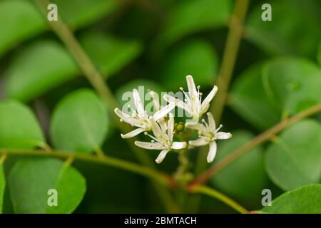 fresh white curry tree flowers on the tree Stock Photo - Alamy