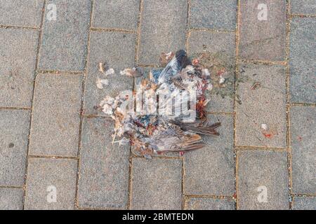 Run over pigeon Stock Photo - Alamy