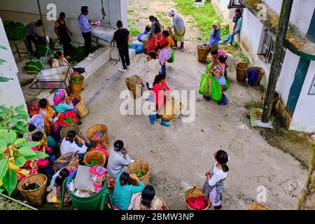 India, West Bengal, Darjeeling, Castleton tea estate, tea picker ...