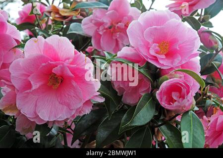 A pink icicle camellia japonica flower in bloom on the tree Stock Photo ...