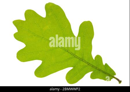 single leaf of oak tree isolated over white background Stock Photo - Alamy