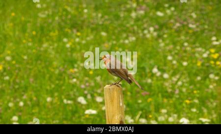 European robin sits on a mast in spring in Germany Stock Photo - Alamy