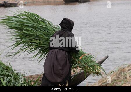 Bringing freshly harvested reeds ashore in the marshlands of Southern ...