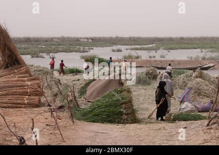 bundles of dried reeds for use in the building of Mudhifs in the ...