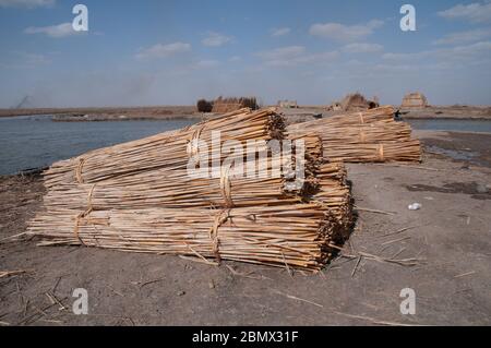 bundles of dried reeds for use in the building of Mudhifs in the ...