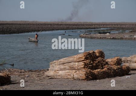 bundles of dried reeds for use in the building of Mudhifs in the ...