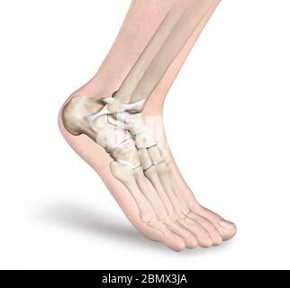 3D illustration showing of a ankle joint with bones, ligaments and ...