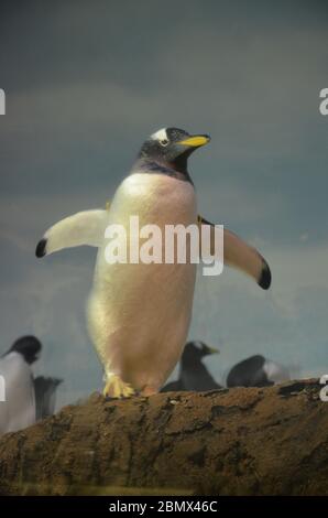 Gentoo penguin in zoo, Frankfurt am Main (Germany Stock Photo - Alamy